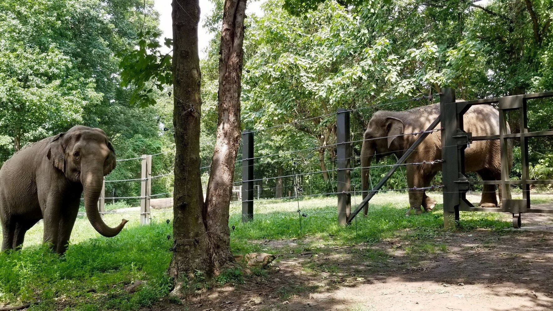 Happy the elephant is not a person, cannot be 'illegally confined' to ...
