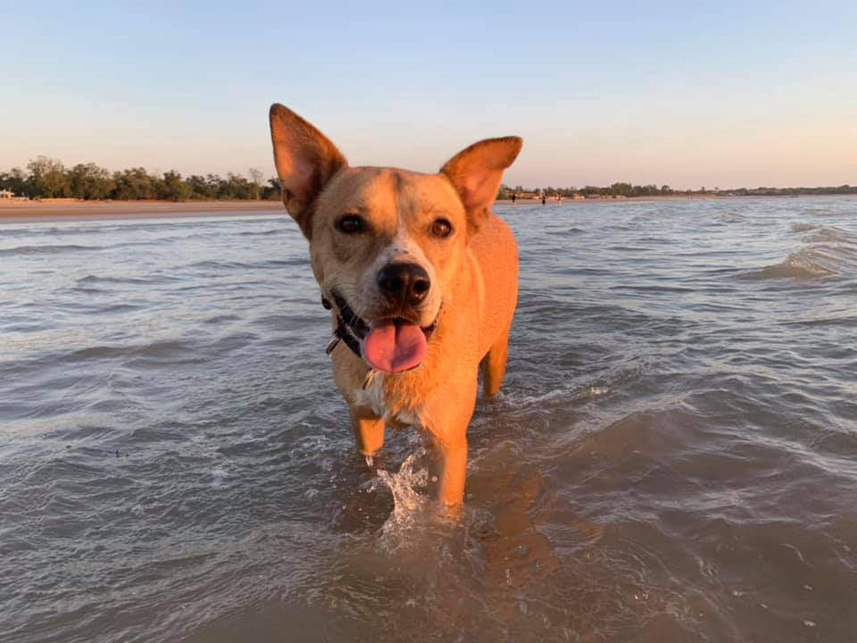 Camp dogs and Darwin specials are a Northern Territory trend - ABC News