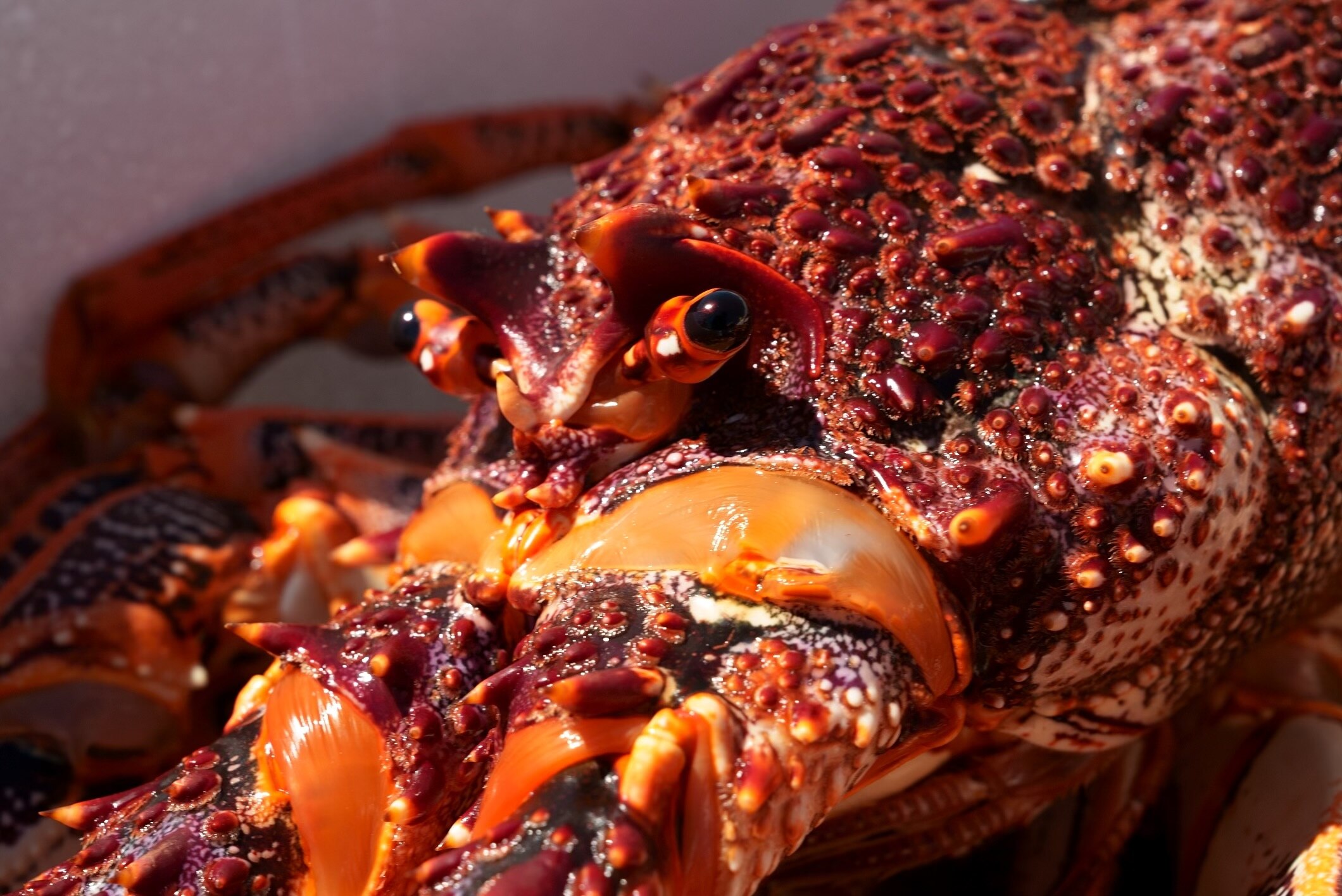 'On the table, if not on the menu': Minister to discuss wine, lobster ...