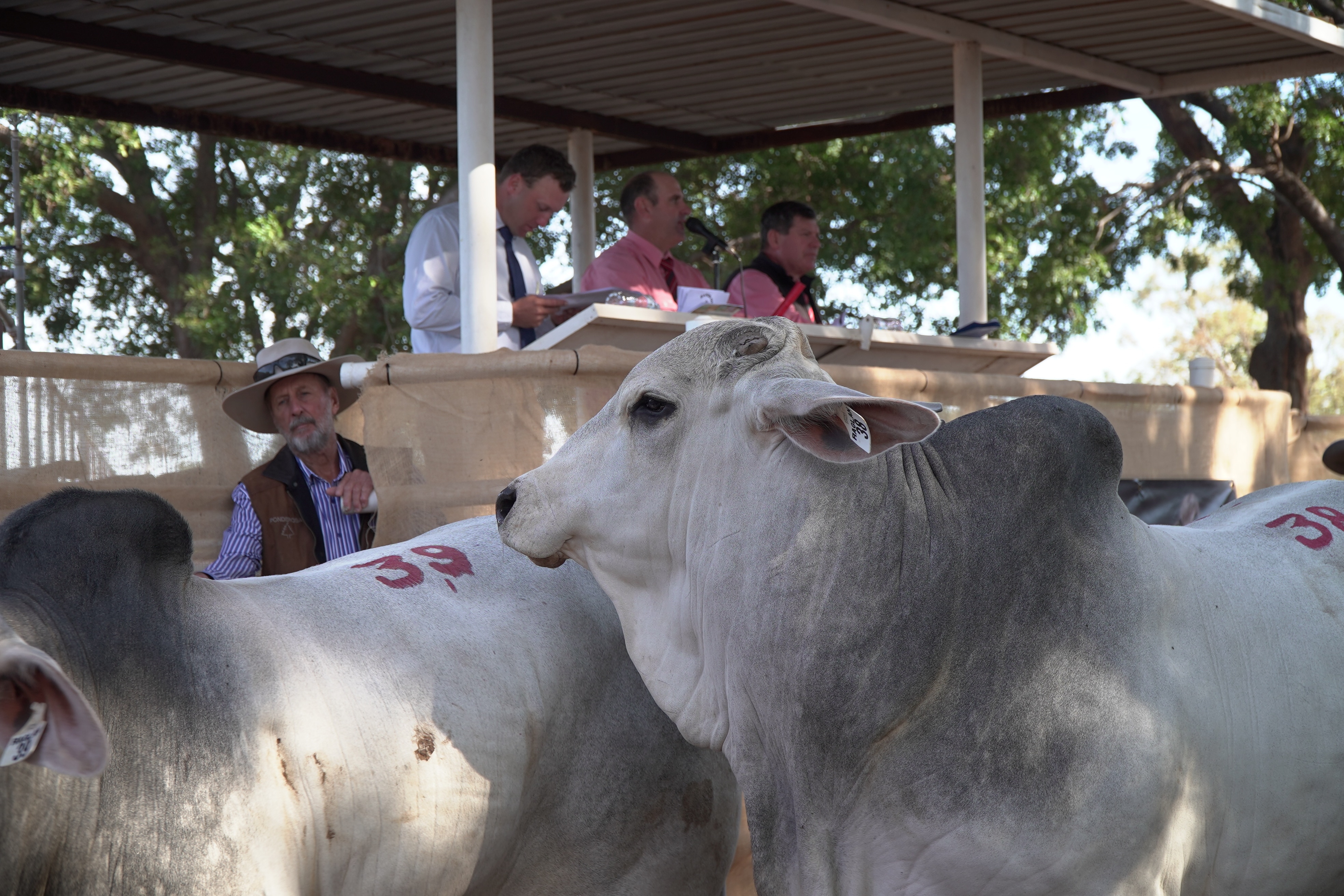 Bumper year at Northern Territory's biggest bull sale delivers average ...