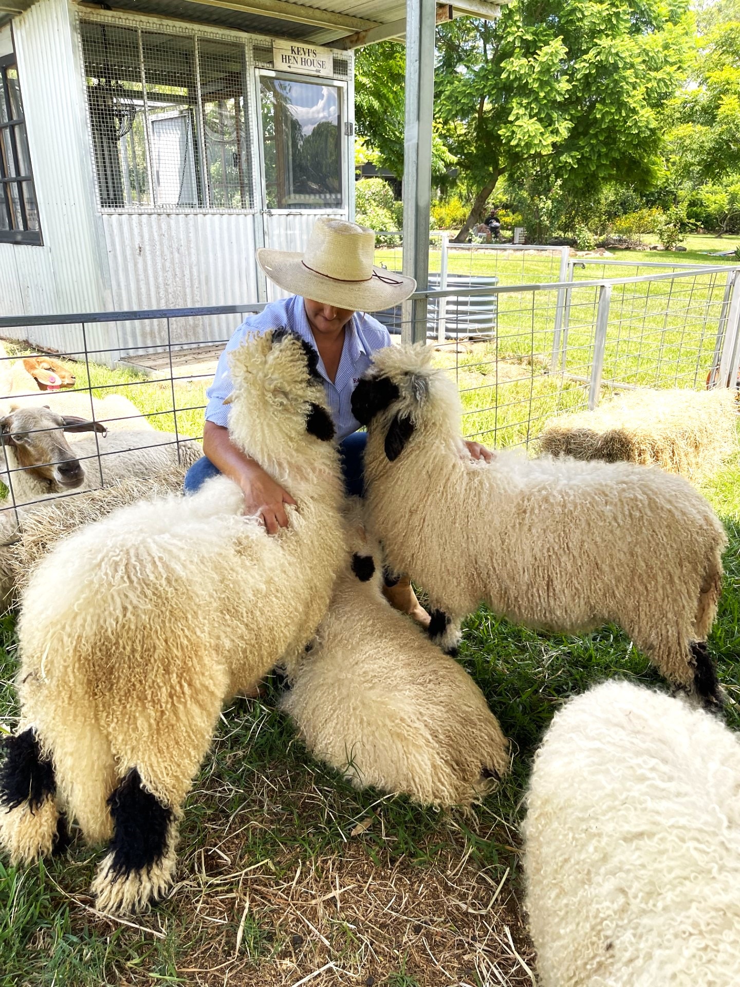 Could the 'world's cutest sheep' become an iconic backyard pet? - ABC ...