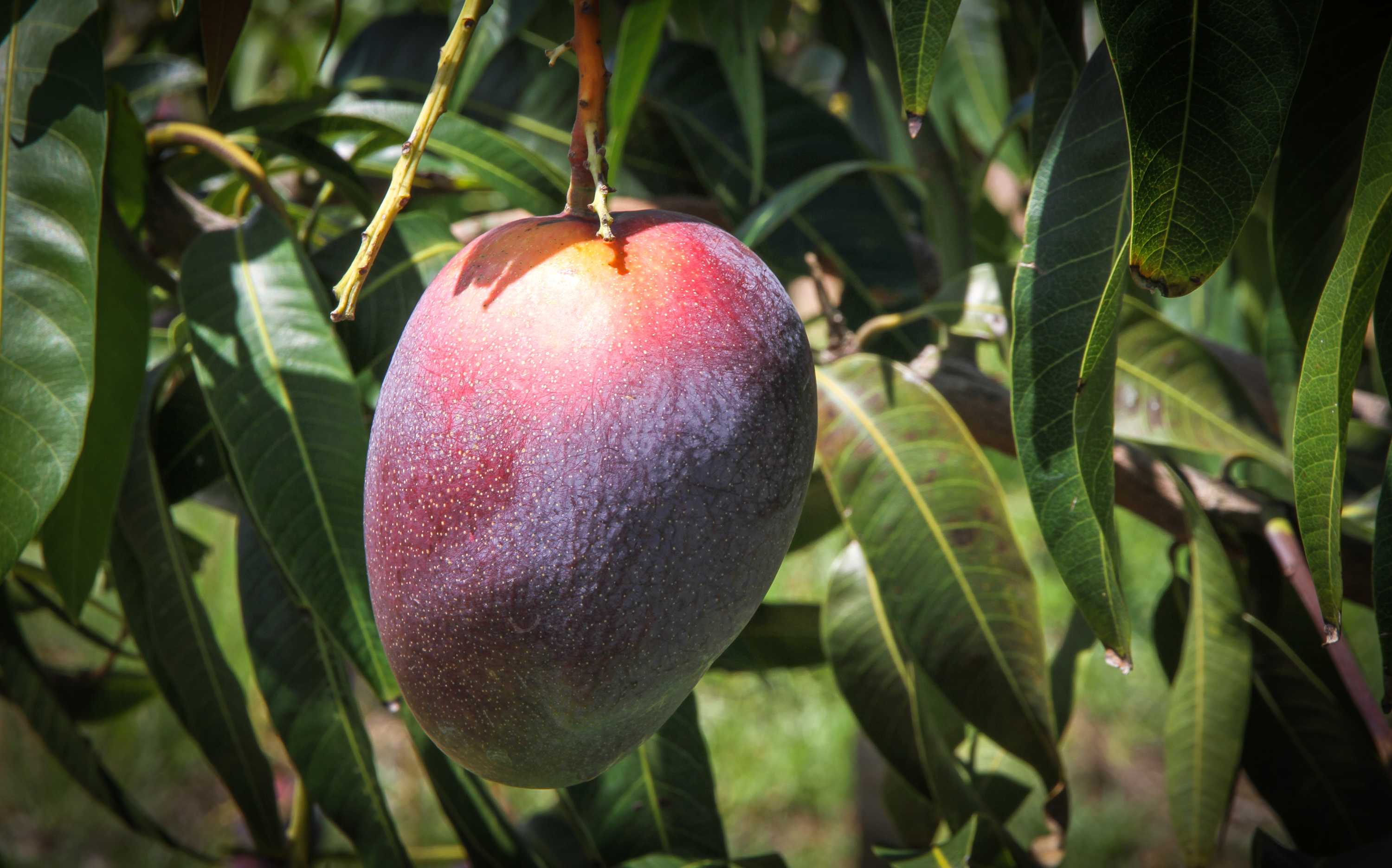 Maroon mango from South Africa could add extra month to Australia's ...