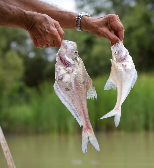 Chasing nurseryfish and avoiding crocodiles in Adelaide River - ABC News