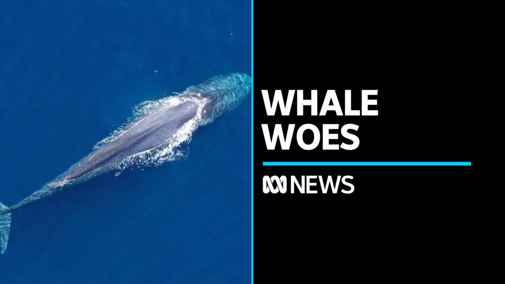 Researchers link delayed blue whale migration to warming oceans - ABC News