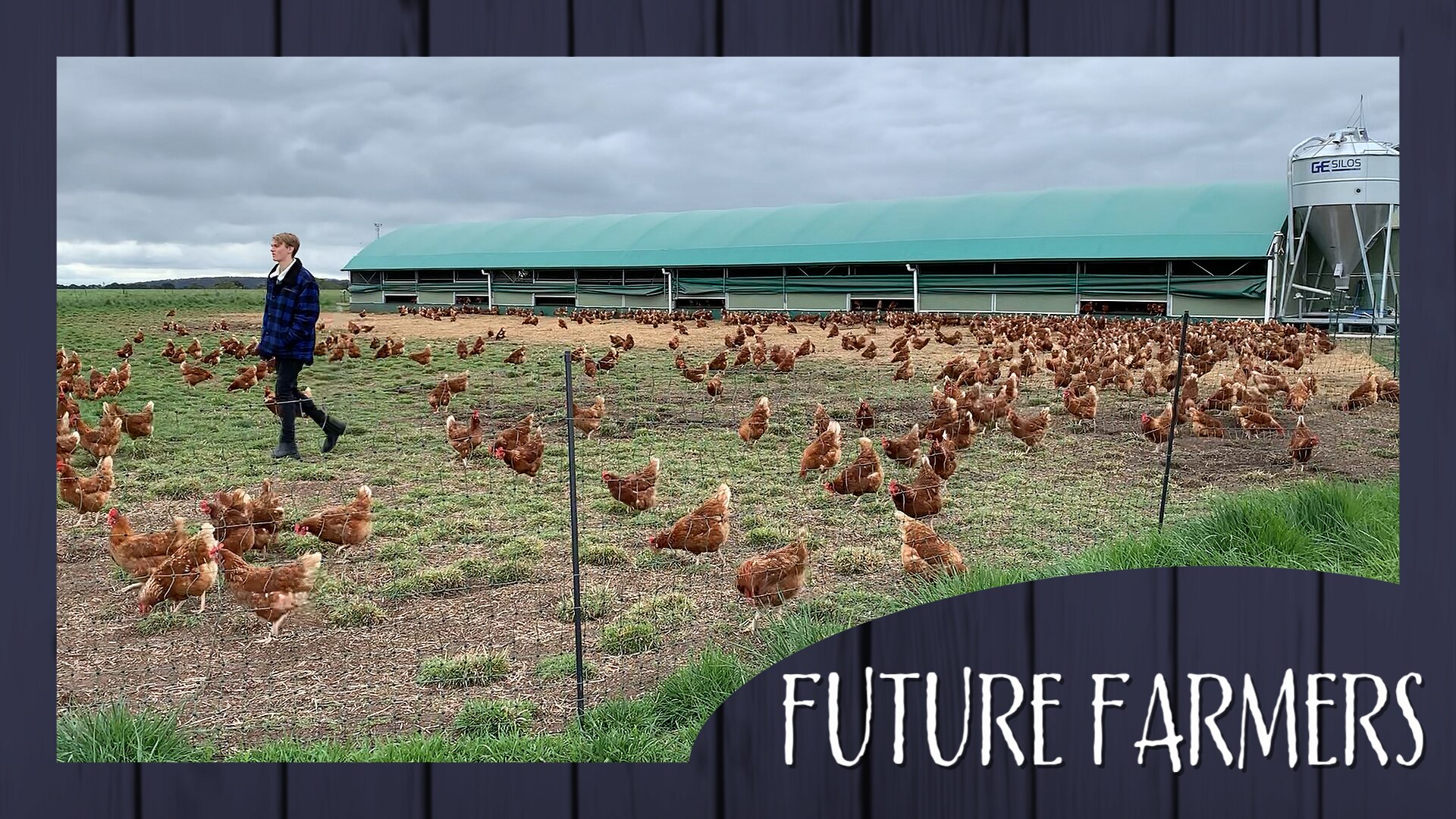 Egg farming ethics and economics - ABC Education