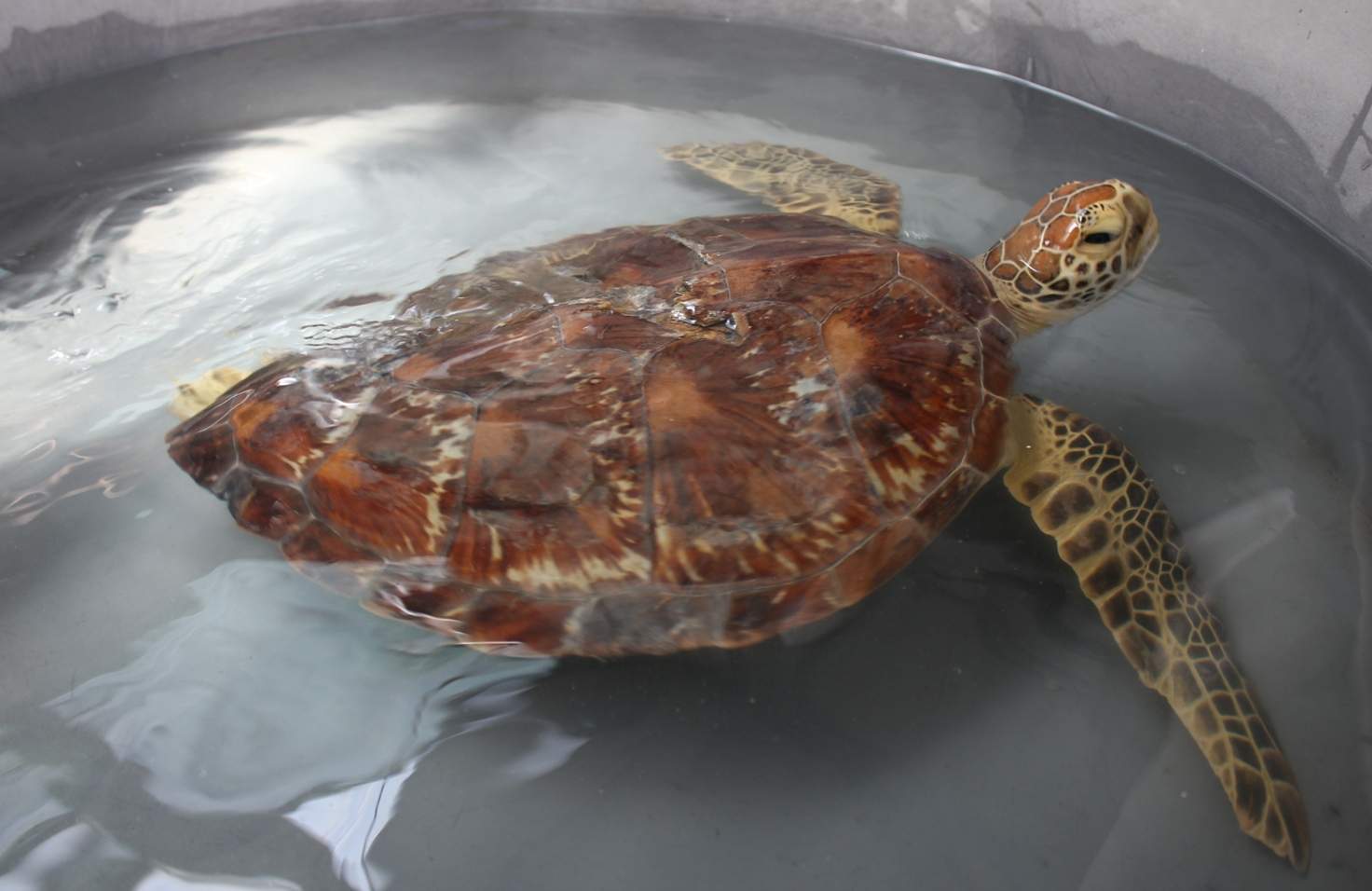 Diamond, the turtle, on the road to recovery after boat strike injury ...