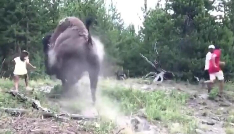 Bison throws girl into air after charging at tourists at Yellowstone ...