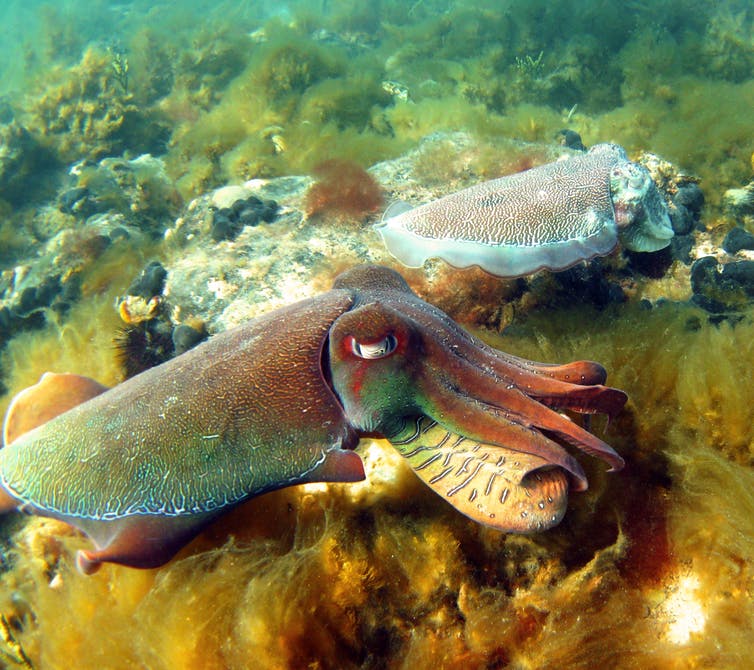 Cuttlefish are the rockstar aliens of the sea — and we don't know why ...