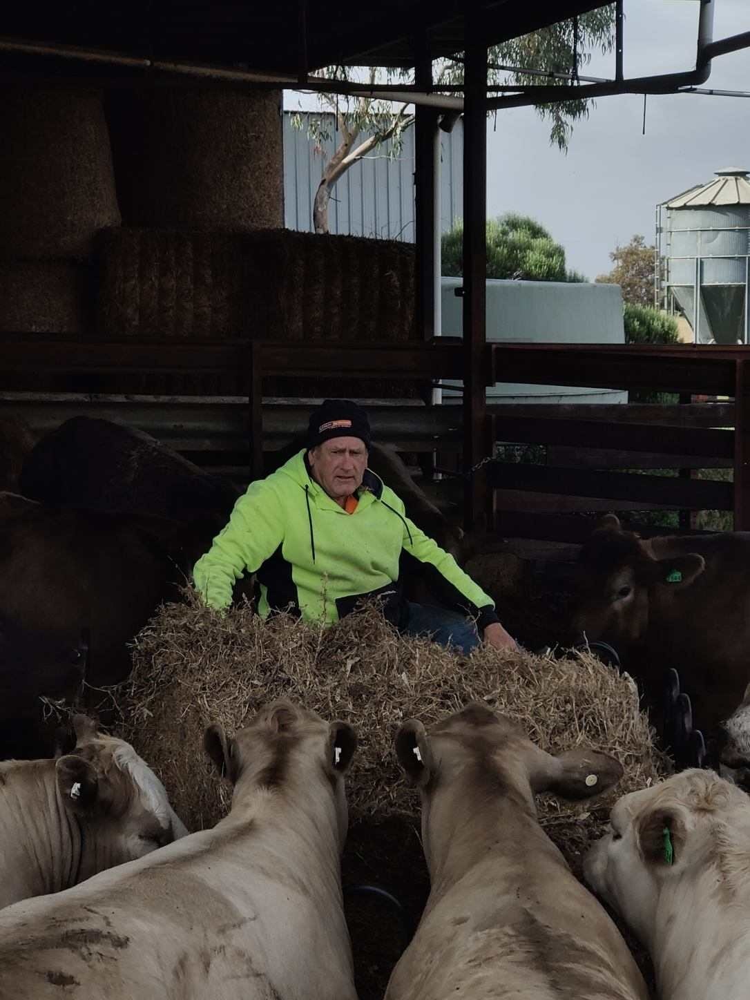 Napperby farmer Jamie Macdonald battles to find cattle lead ...