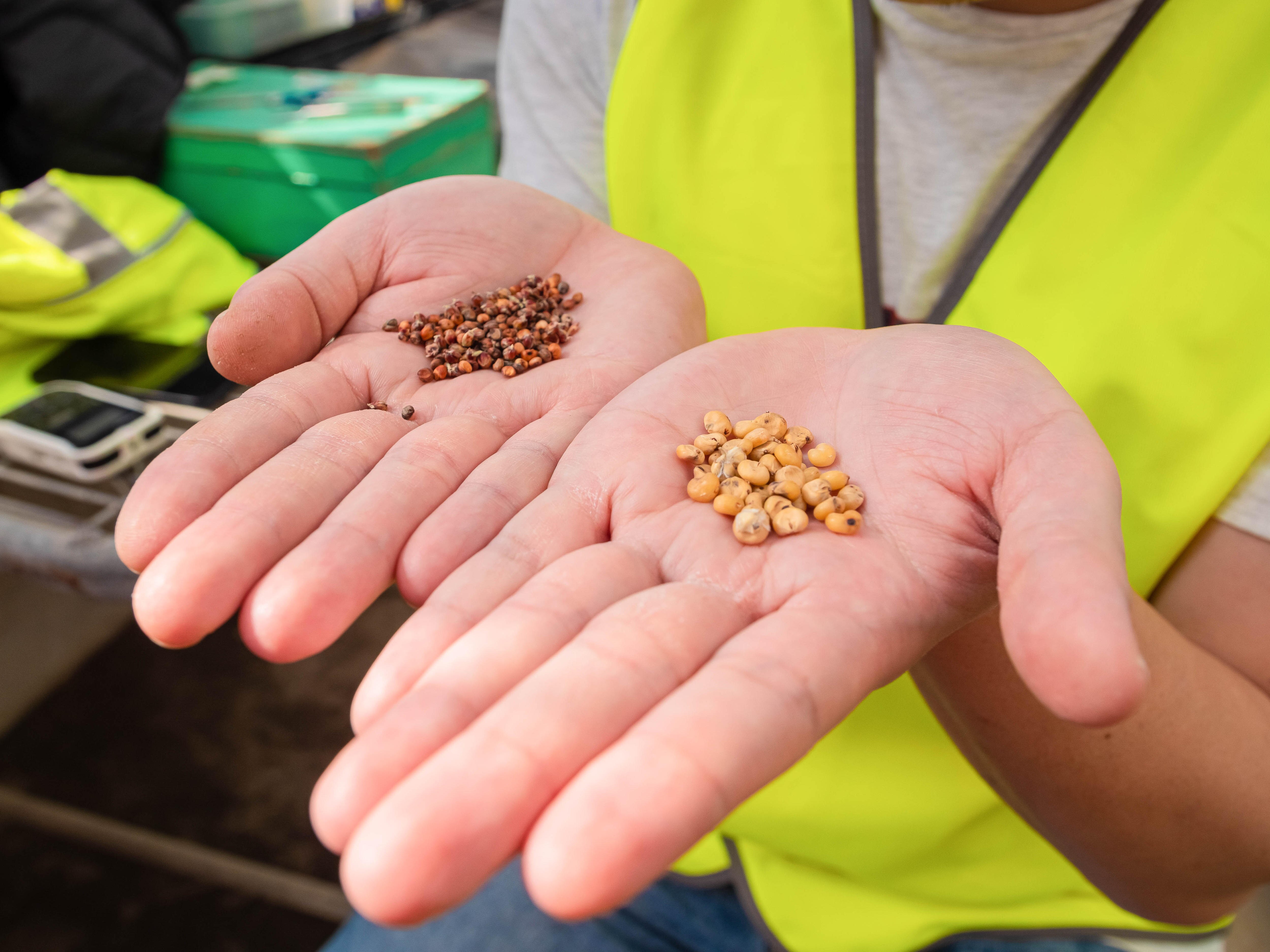 Bigger grains mean bigger gains as scientists crack the DNA code of ...