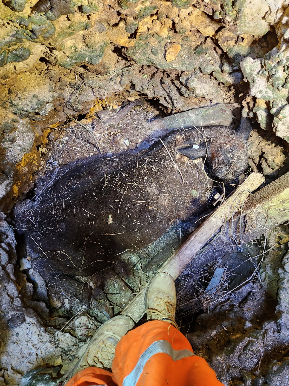 Emergency services rescue calf stuck down a well at Yahl, near Mount ...
