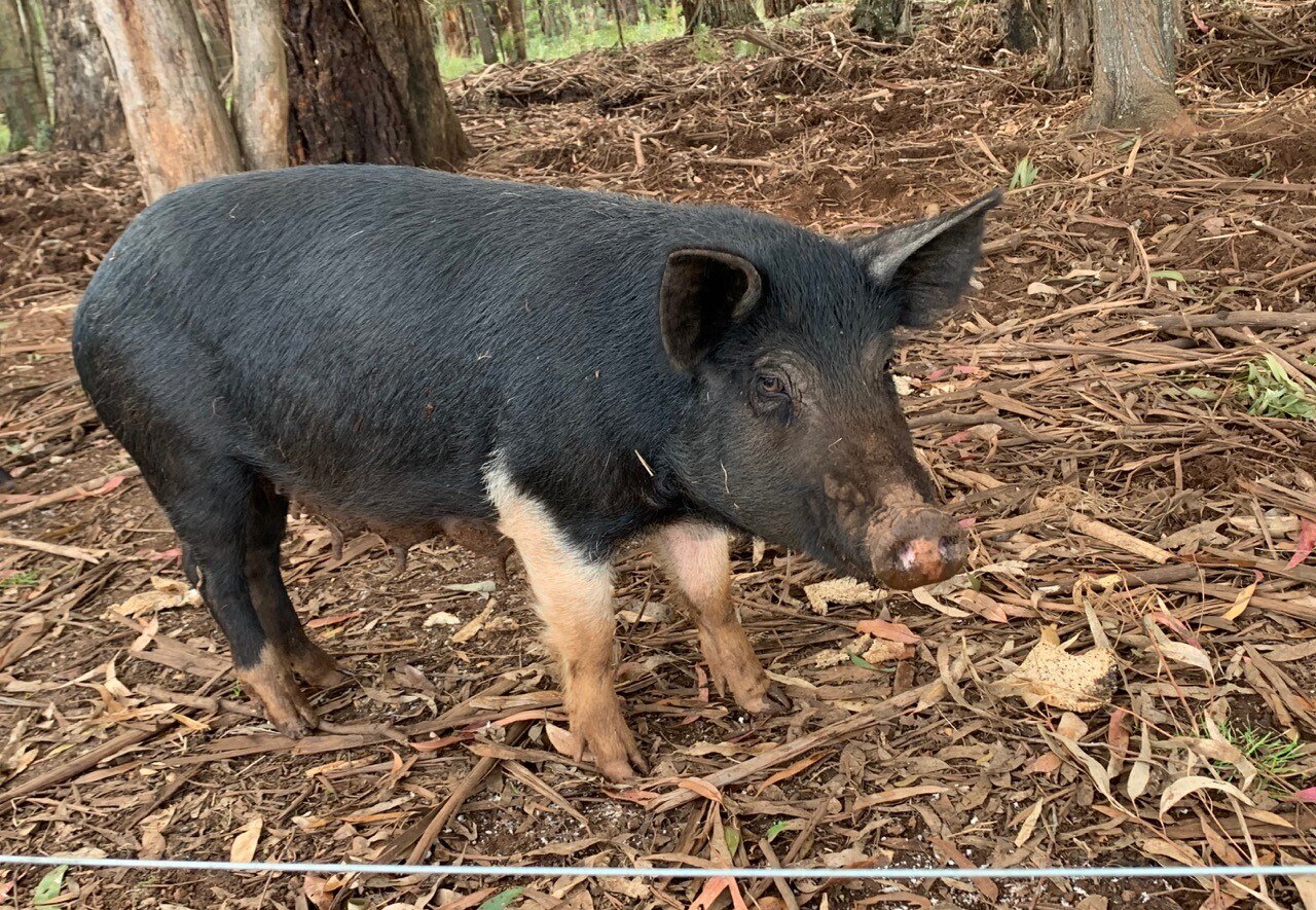 Farmer whose pig was attacked says hunters 'went berserk' when ...