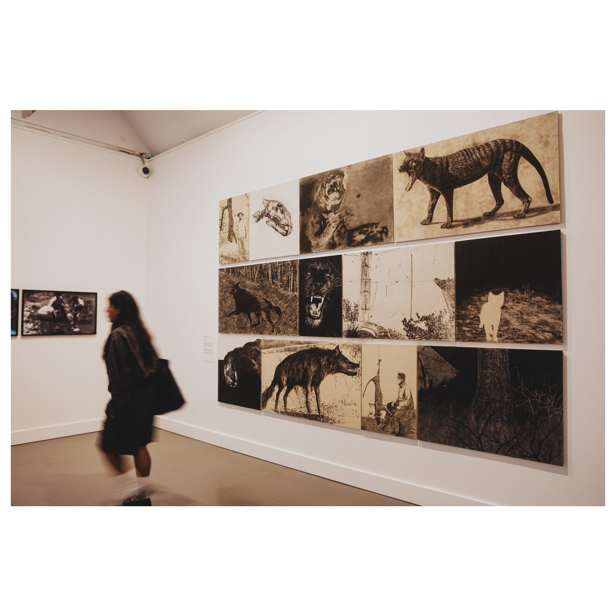 Why Penrith is proudly embracing the mythic panther as a survivor and ...