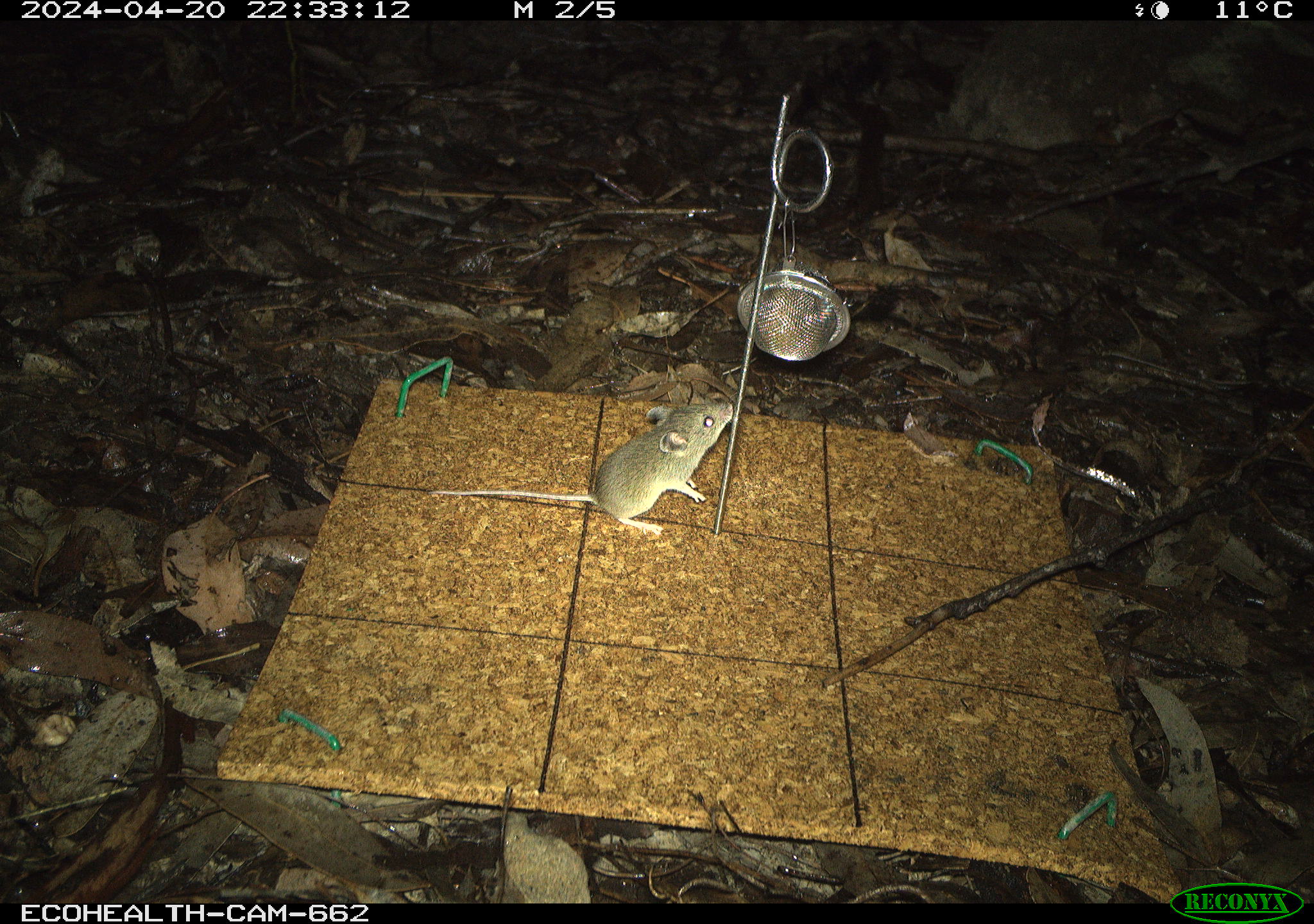 New Holland mouse rediscovered in part of Blue Mountains after two ...