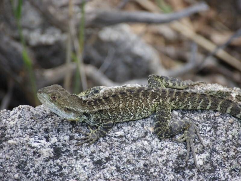 Canberra Nature Map app to include native reptiles in online database ...