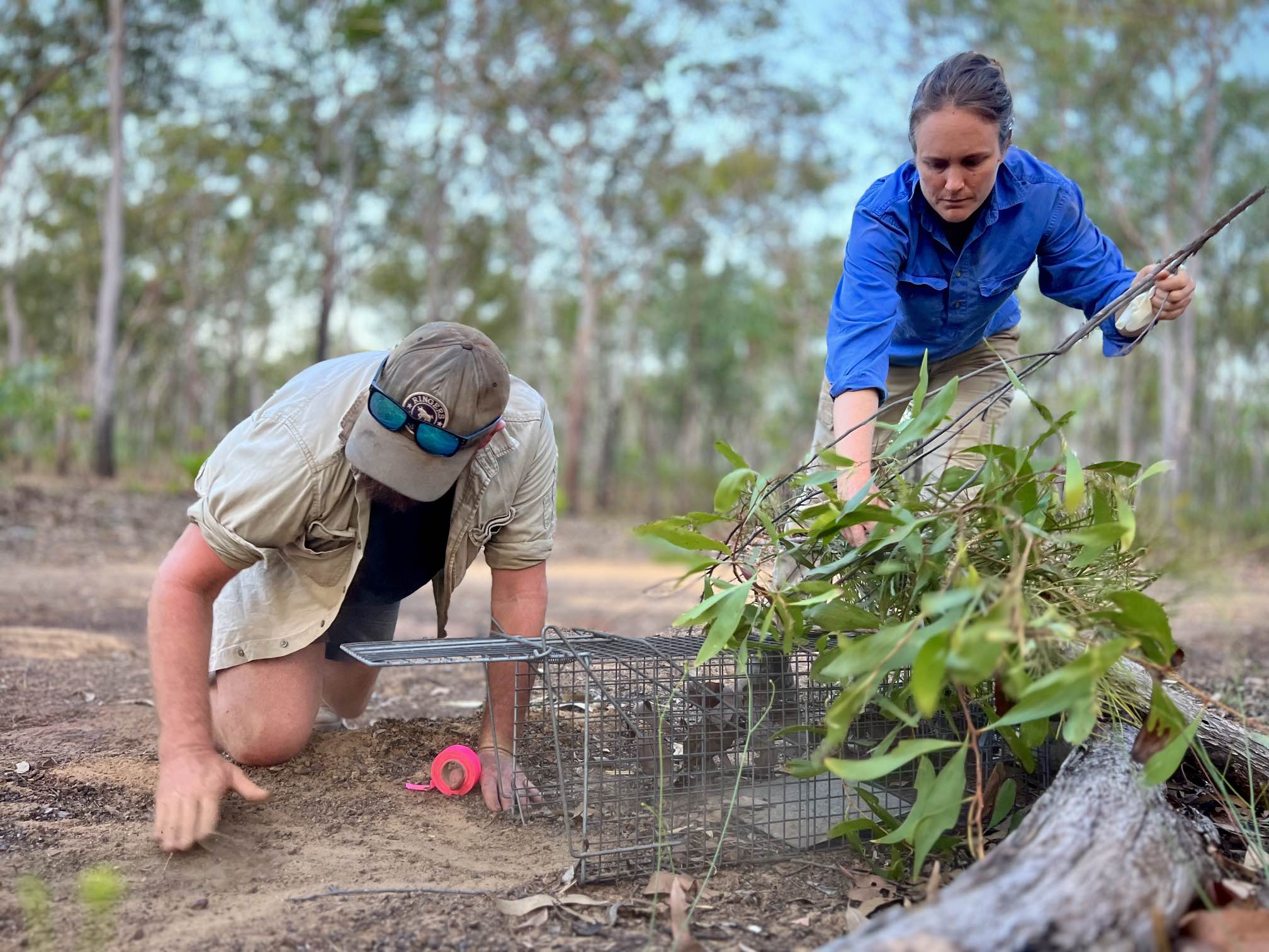 Tiwi Islands rangers conduct cat cull in bid to protect native species ...