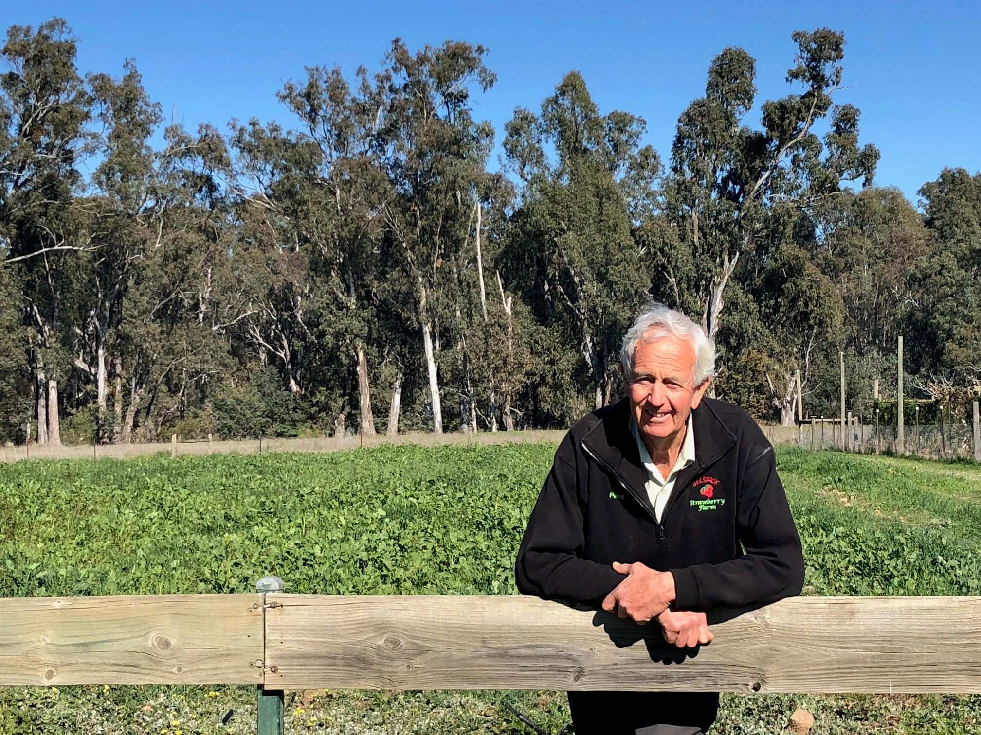 Strawberry grower's decision not to sell to supermarkets helped him ...