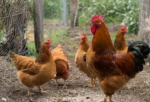 Build your own chook - ABC Hobart