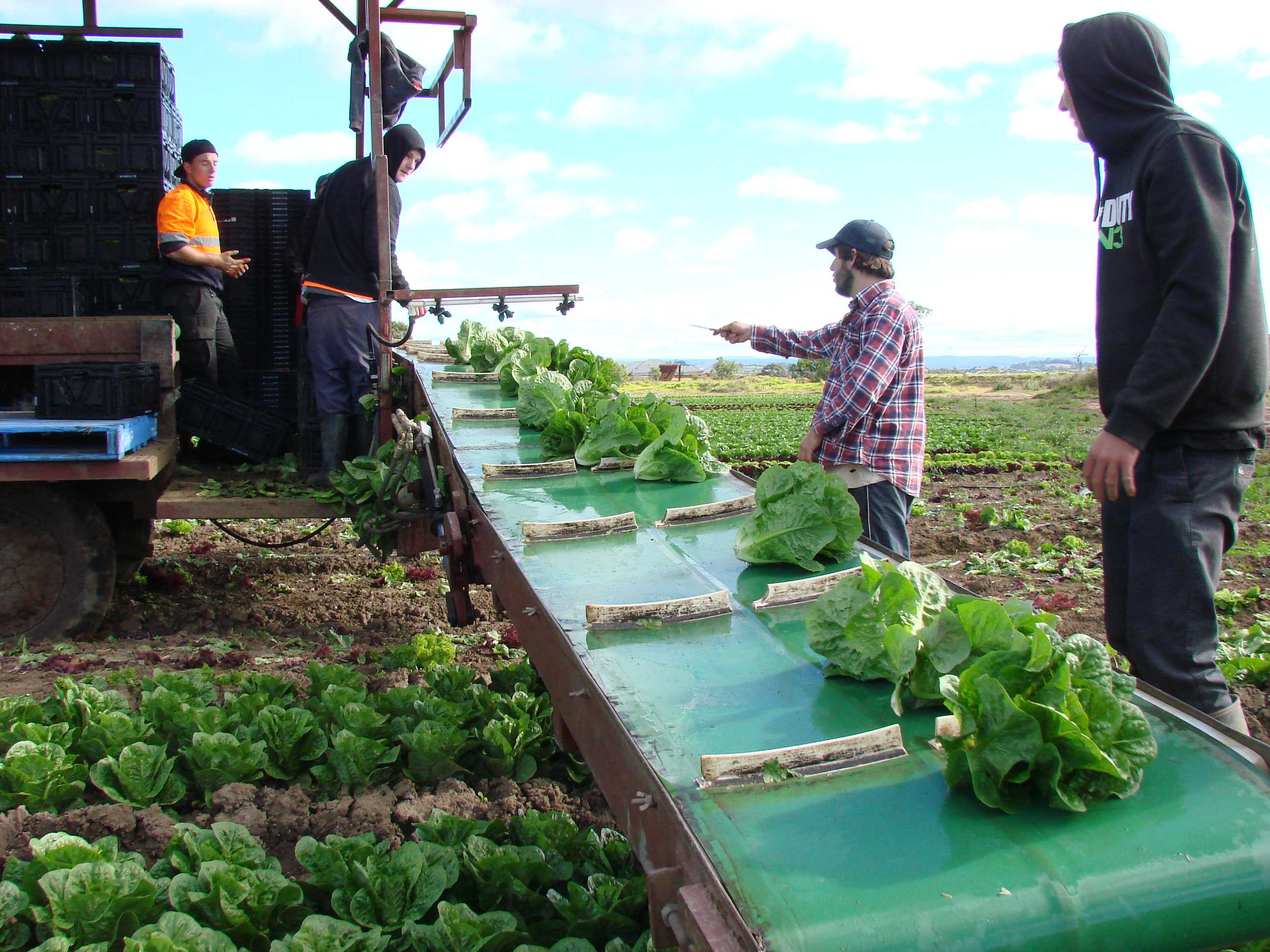 Review aims to improve spending of horticulture levies - ABC News