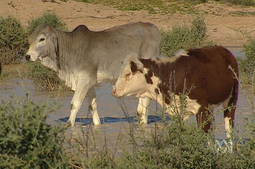 Cattle head for 'corner country' oasis - ABC News