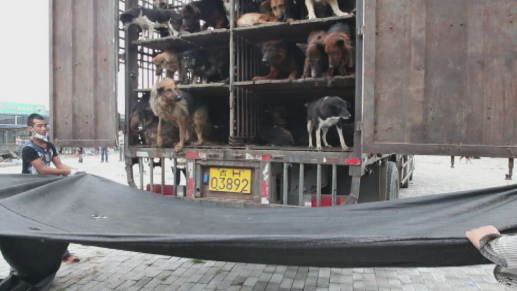 Animal activists in China rescue dogs destined for the dog meat trade ...