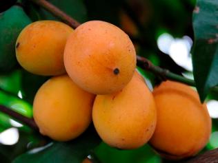 Achacha is a tropical fruit from Bolivia, but the world's first ...