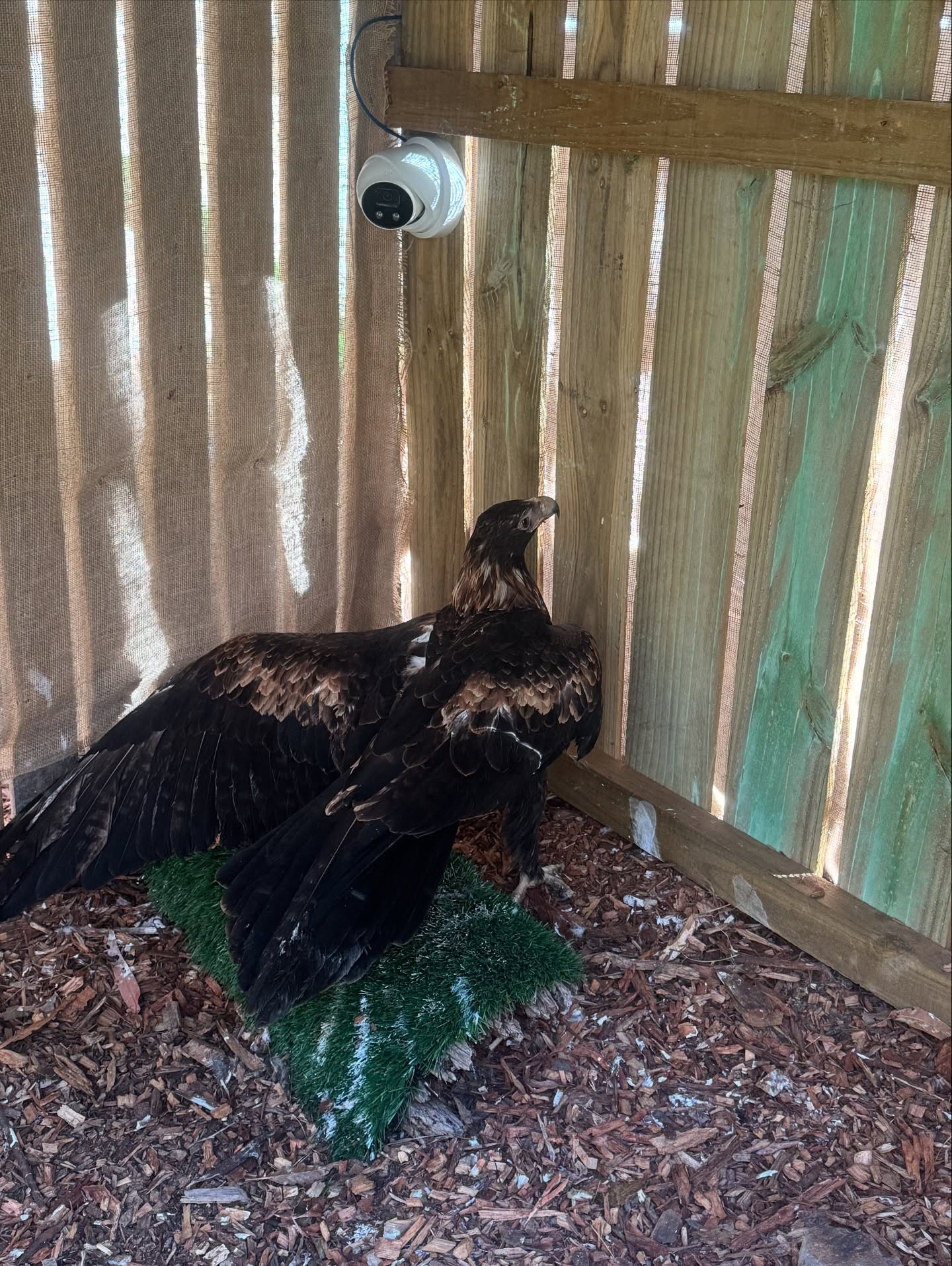 Wedge-tailed eagle shot by an arrow finally rescued and dubbed 'Cupid ...