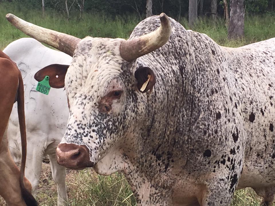 South African-bred cattle proving successful for Tropical North ...