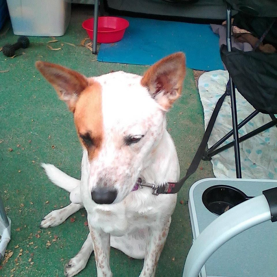 Red heeler dog Abby a family hero after owner's Yorke Peninsula cliff ...