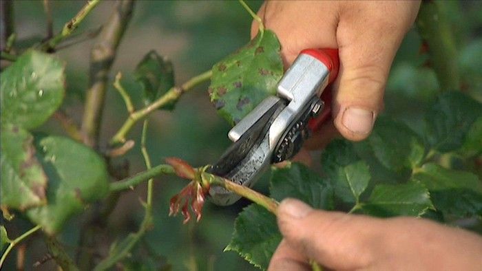 Autumn Jobs - Gardening Australia