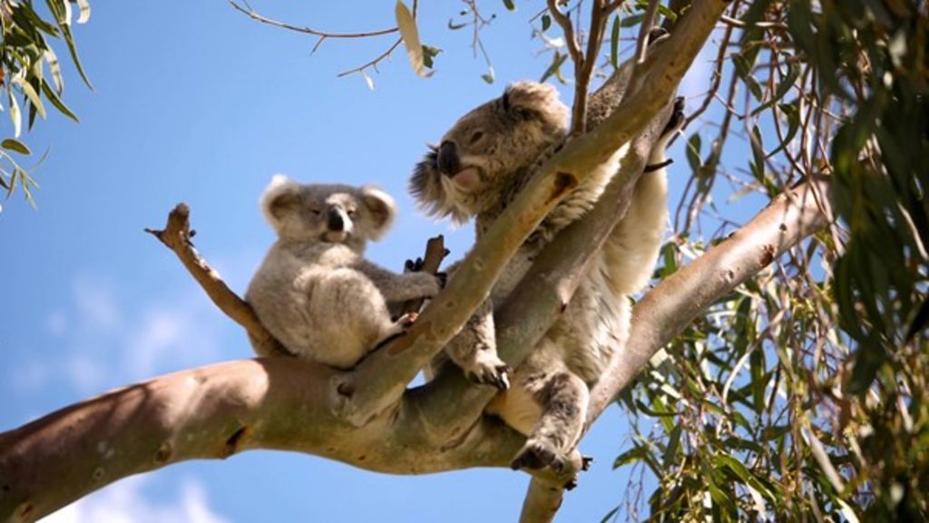 Koala Trees: School children helping save koalas - ABC News