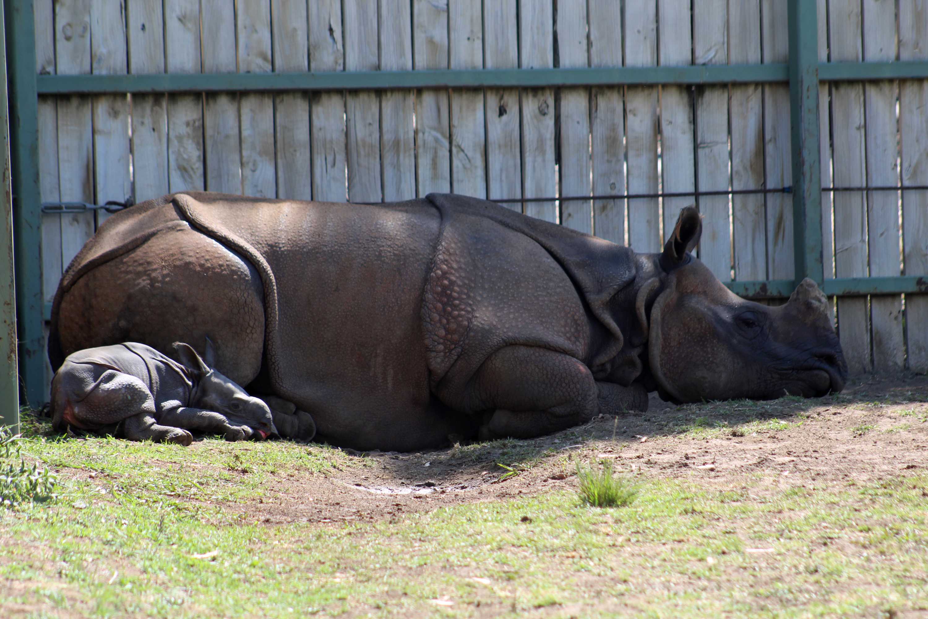 Australia's first greater one-horned rhino born at Dubbo zoo - ABC News