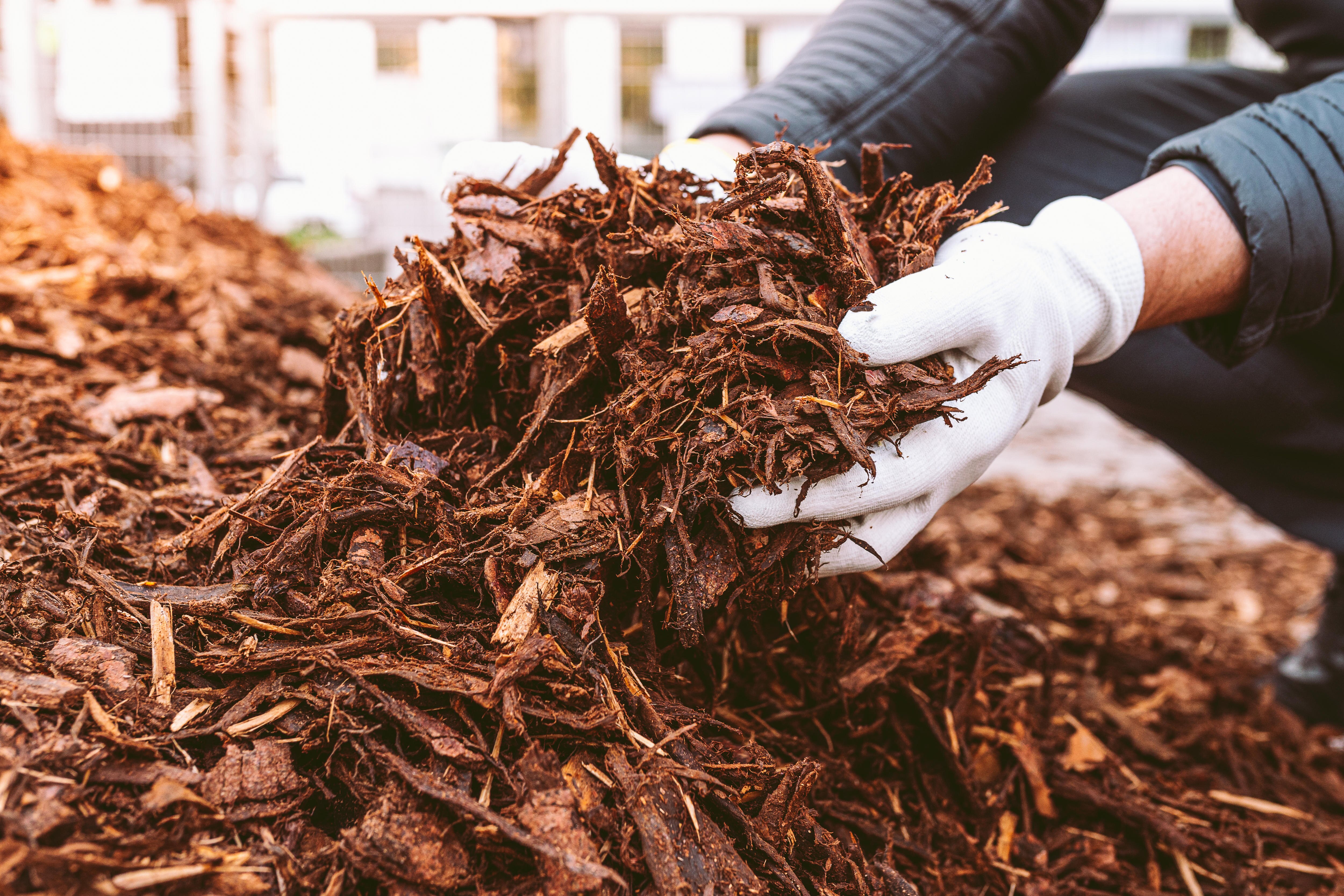 Why should you mulch your garden, when should you do it and what type ...