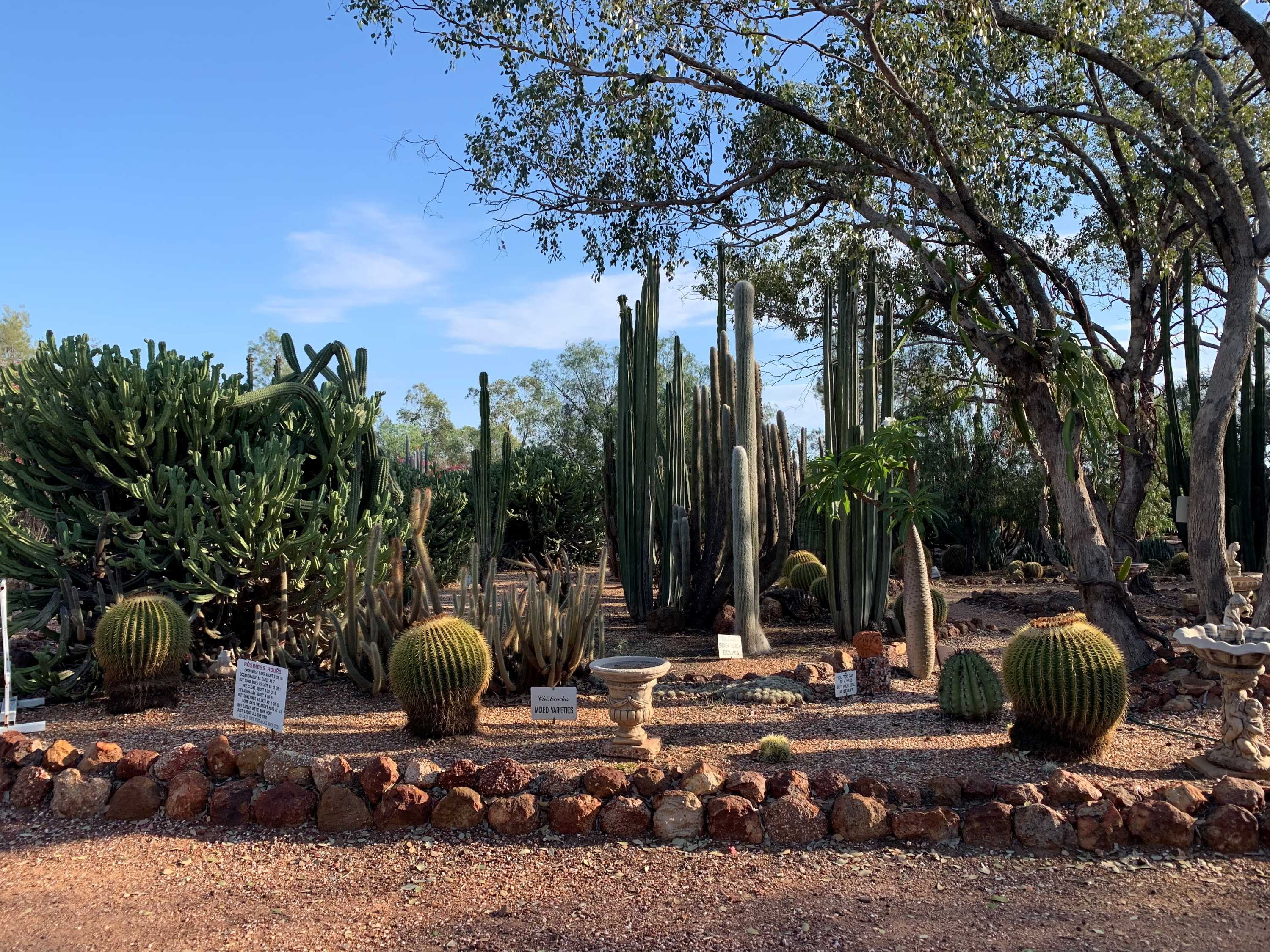 Unique, prickly and beautiful: Take a walk around the cactus nursery in ...