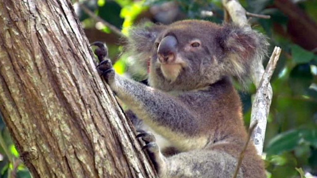 Koala Comeback - ABC News