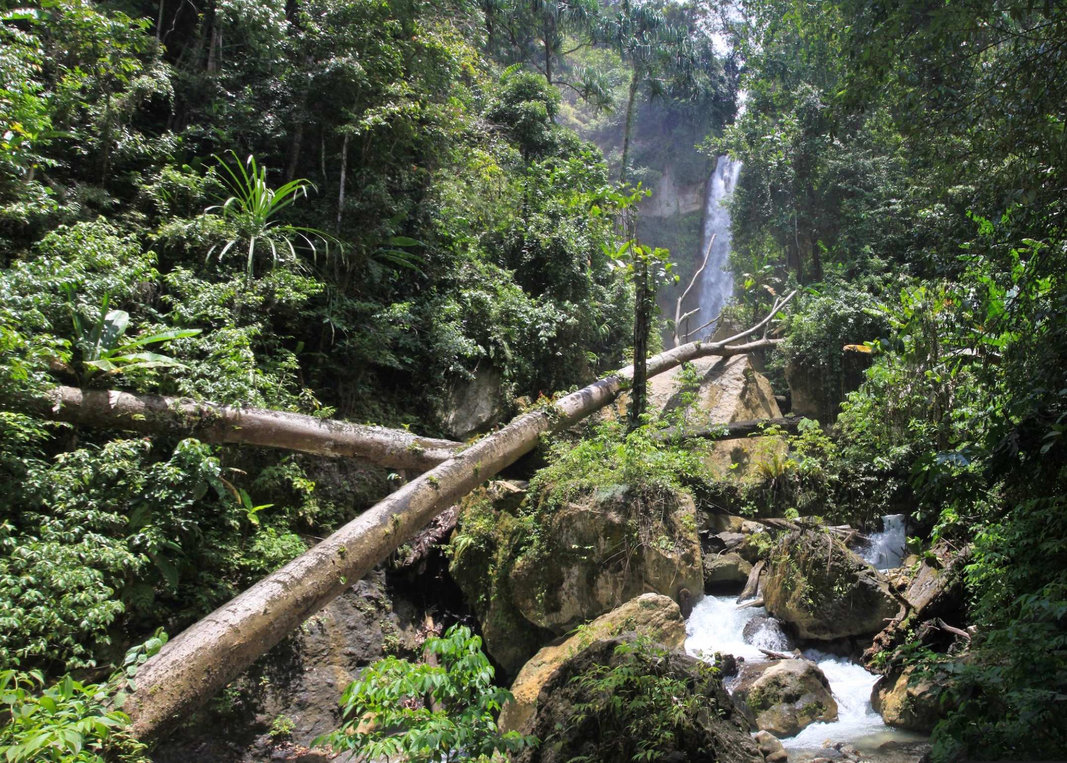 Leeches helping scientists study mammals in world's most remote forests ...