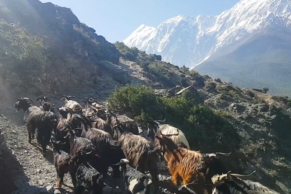 The princely snow leopard and its poo - ABC Radio National