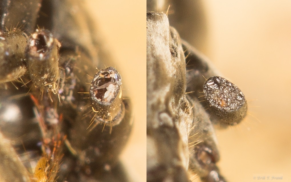 Ants rescue fallen comrades from the battlefield for emergency ...