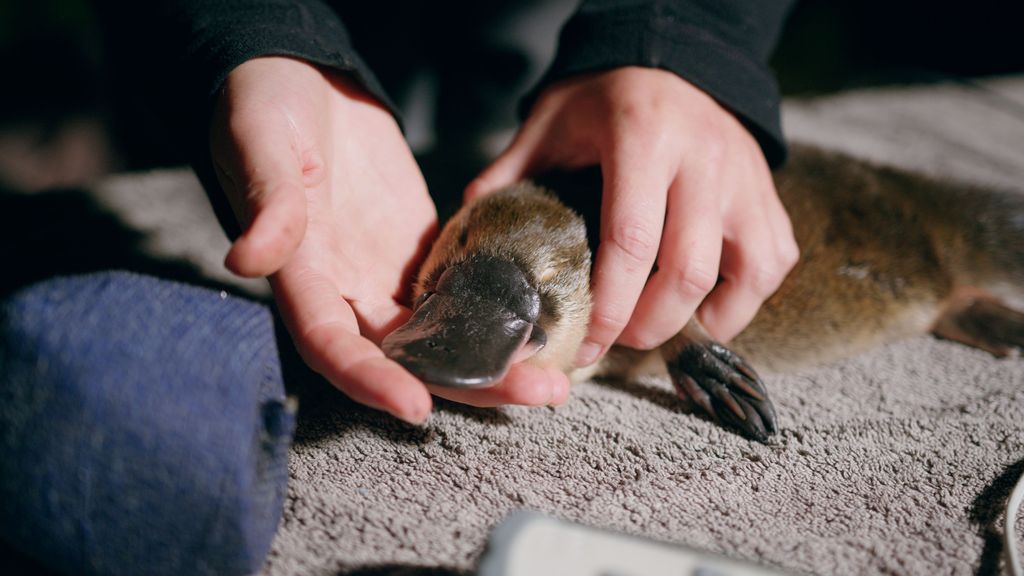 Meet the Royal National Park's newest platypus baby - ABC News