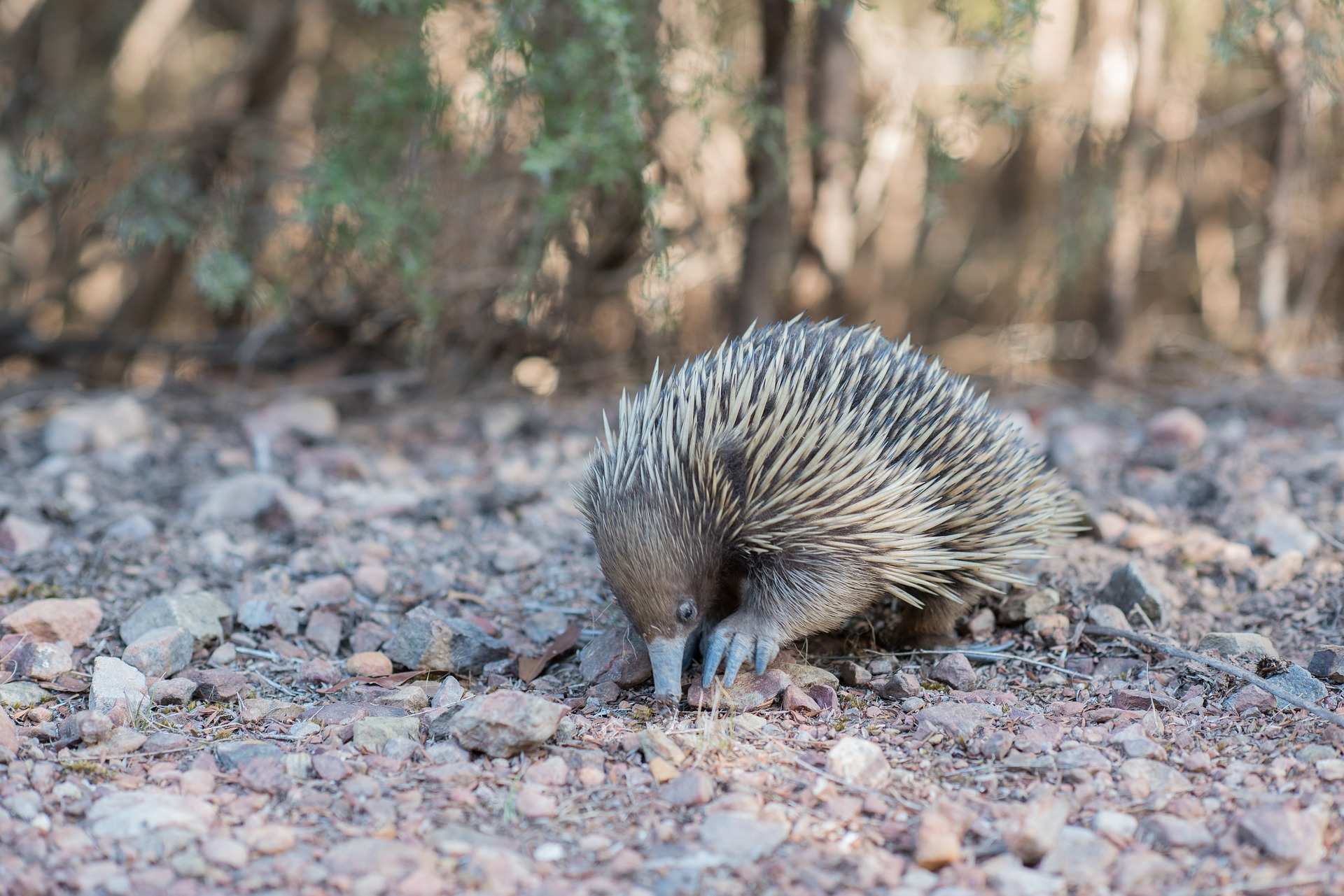 How does an echidna manage to breathe when digging through solid earth ...