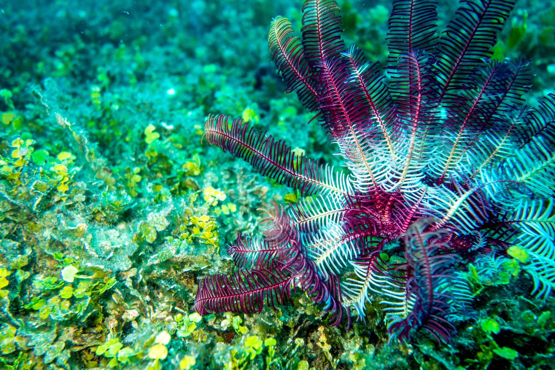 Great Barrier Reef home to giant doughnut-shaped structures with unique ...