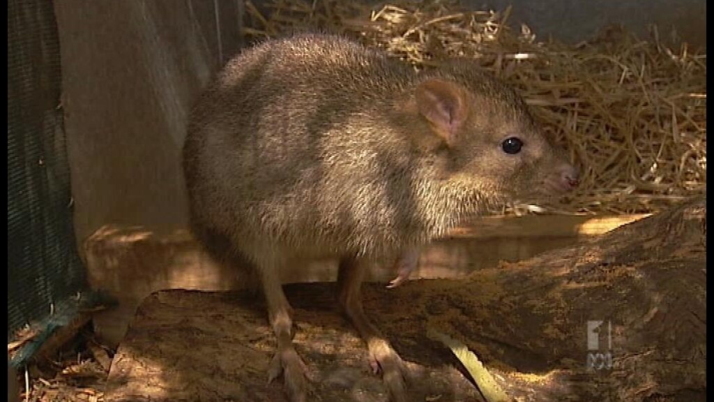 Zoo Breeding - ABC News