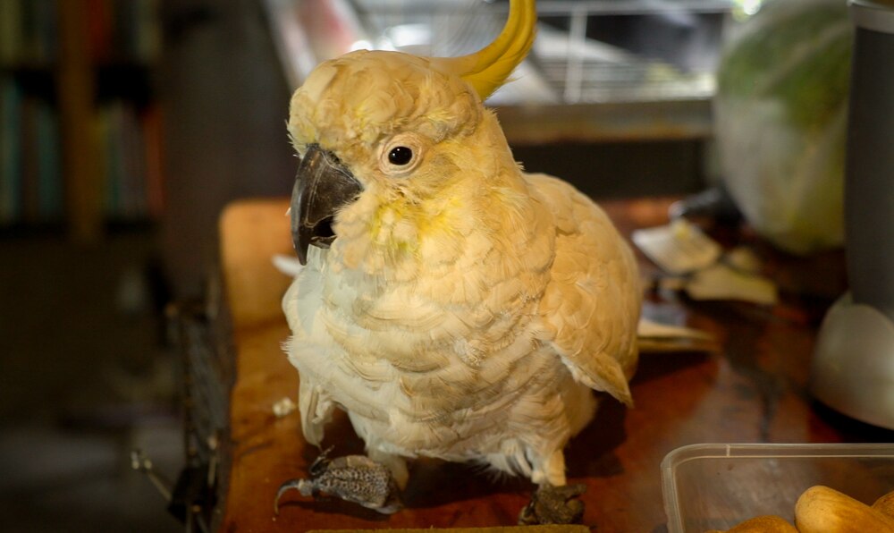 Cockatoo Paul used experience of homelessness to learn about edible ...