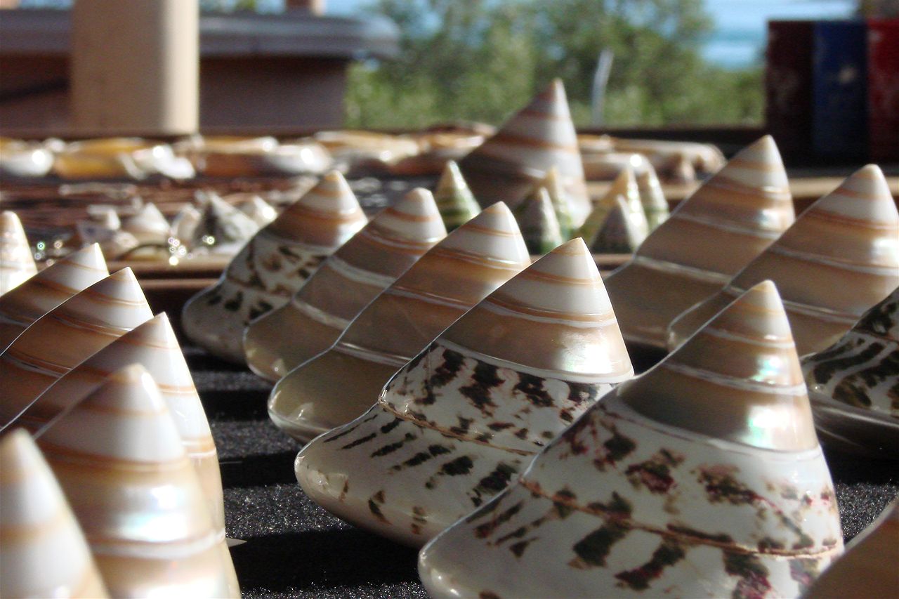 Trochus: This snail's got a serious sense of fashion - ABC News