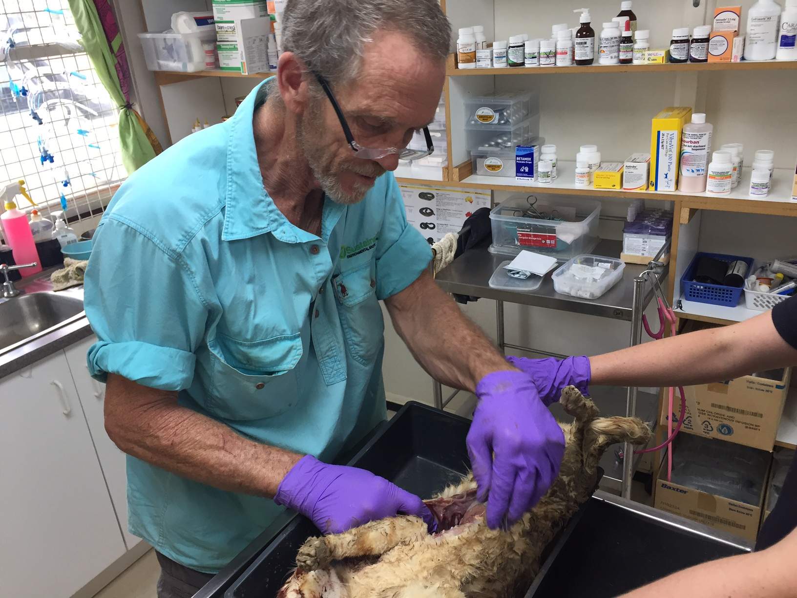 Feral cat makes meal of Northern Territory brown snake - ABC News