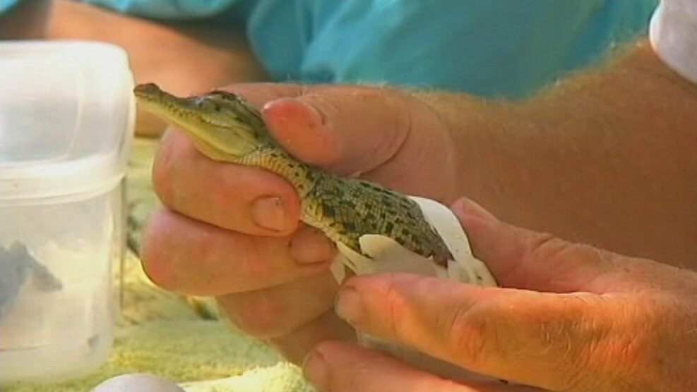 Probiotics give baby crocs in central Queensland a kickstart on life ...
