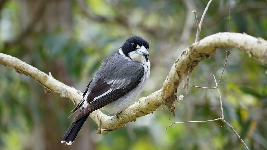 Butcherbird - ABC News
