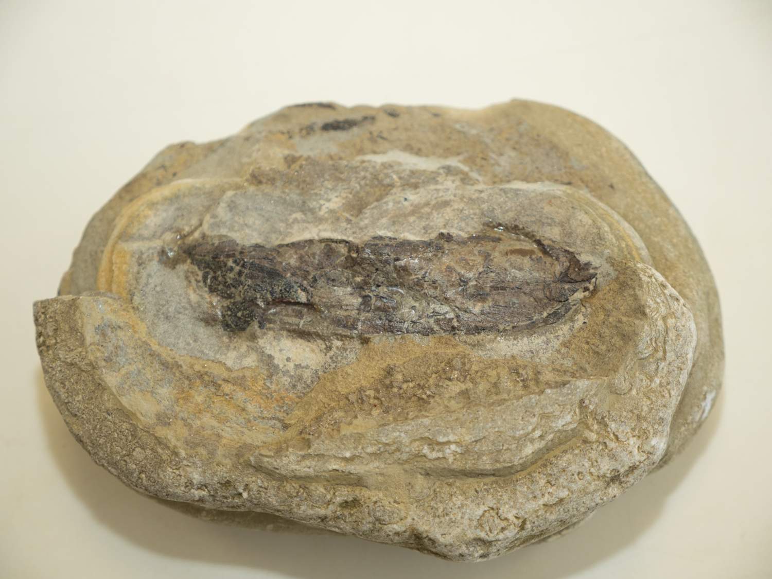 Antarctic expedition by Adelaide professor searches for fossils to ...