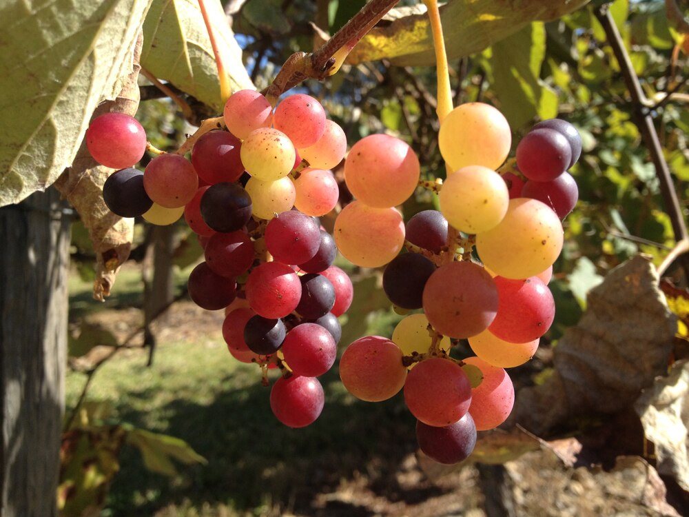 Six Generations of Wine Makers - ABC listen