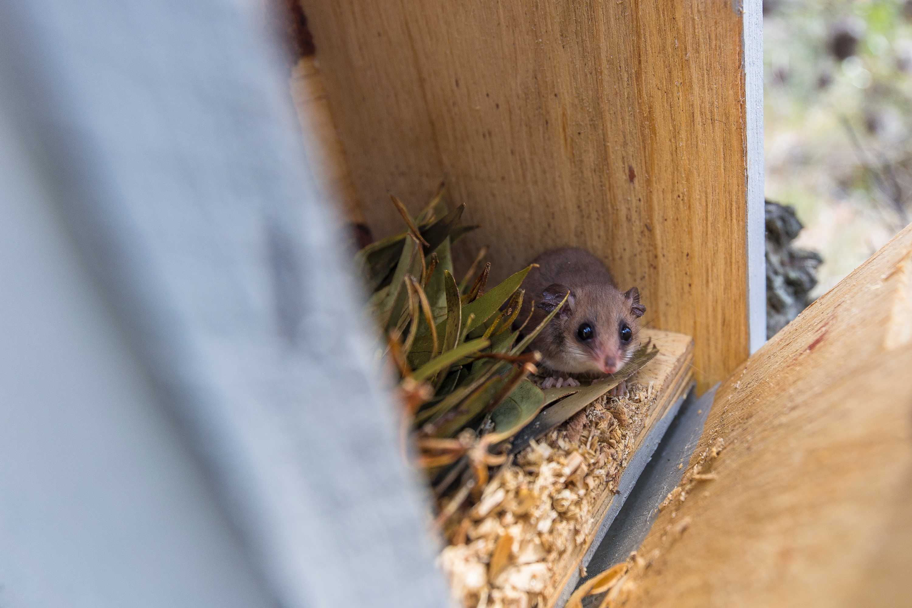 Tiny floof with a sweet tooth - ABC listen